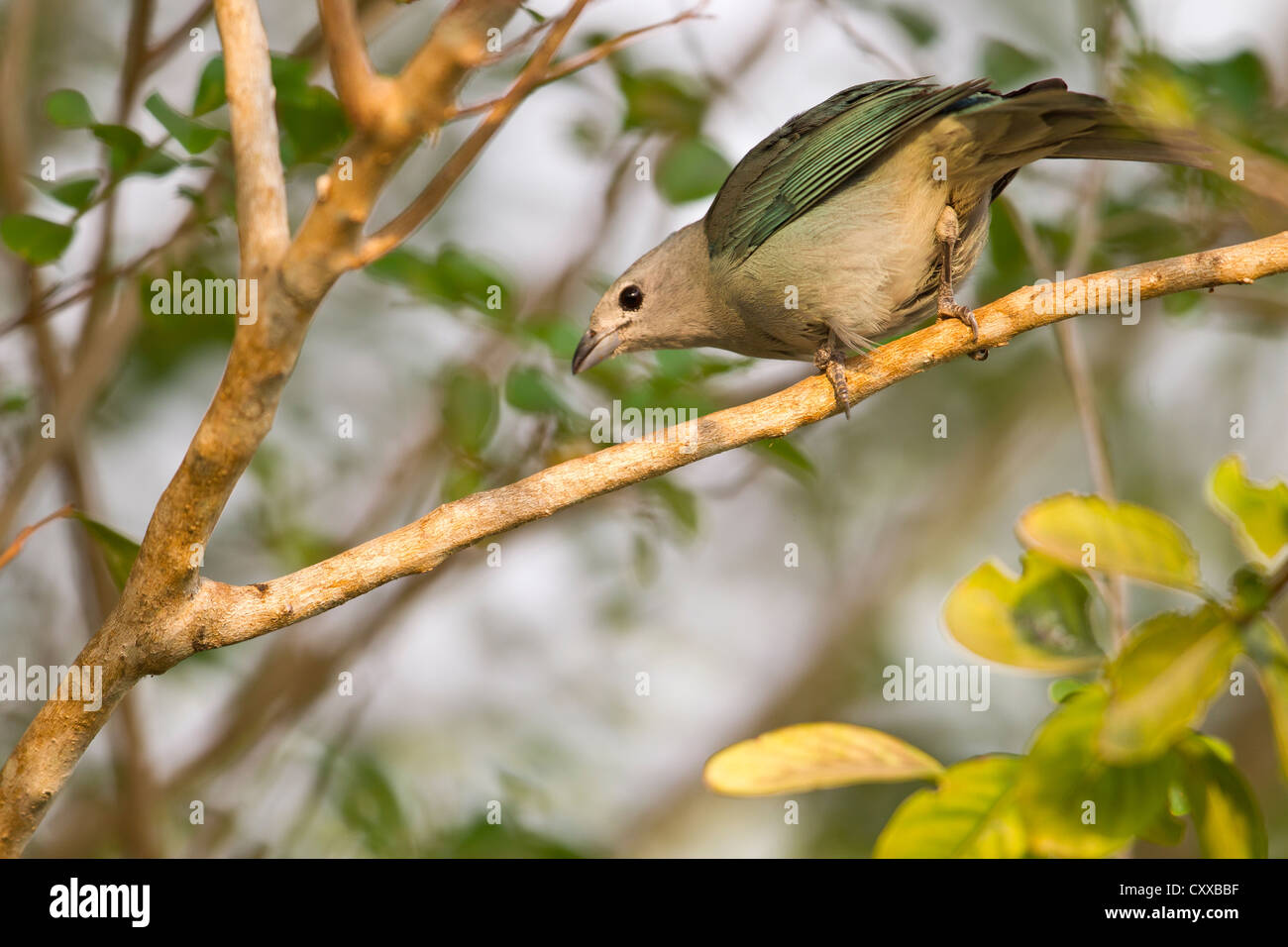 Sayaca Tanager (Thraupis sayaca Stock Photo - Alamy