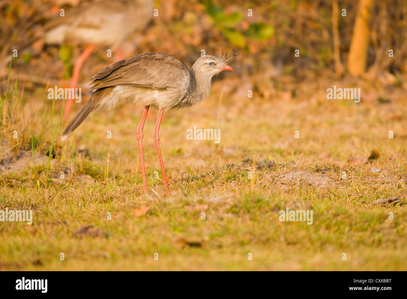 Red-legged Siriema (Cariama cristata Stock Photo - Alamy