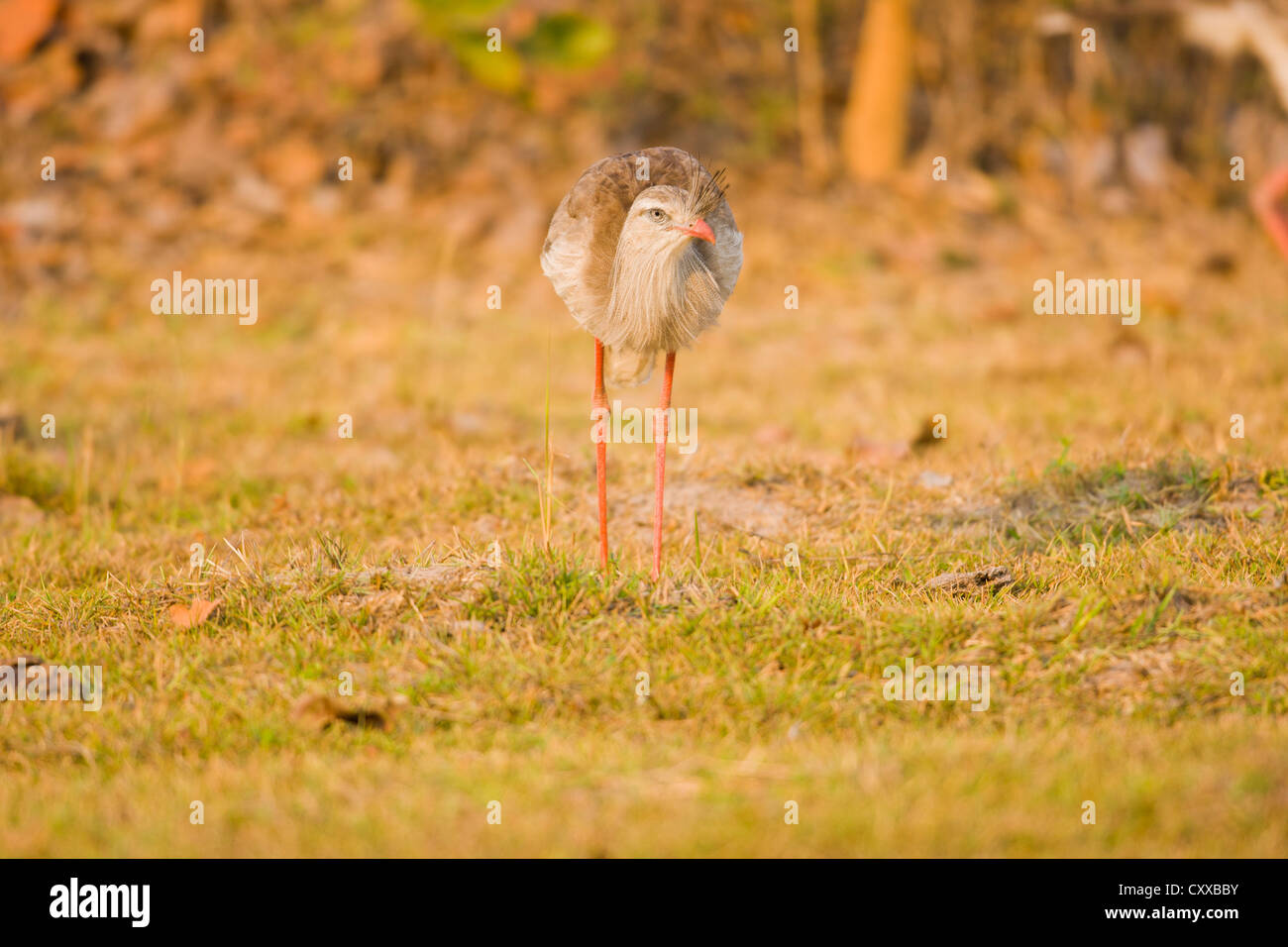 Red legged bird hi-res stock photography and images - Alamy