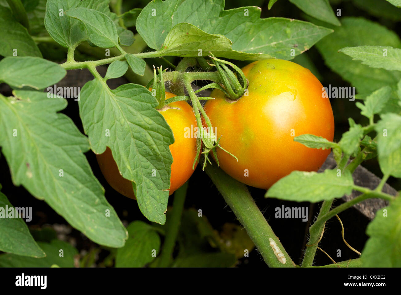 Tomatoes ripening on the vine Stock Photo - Alamy