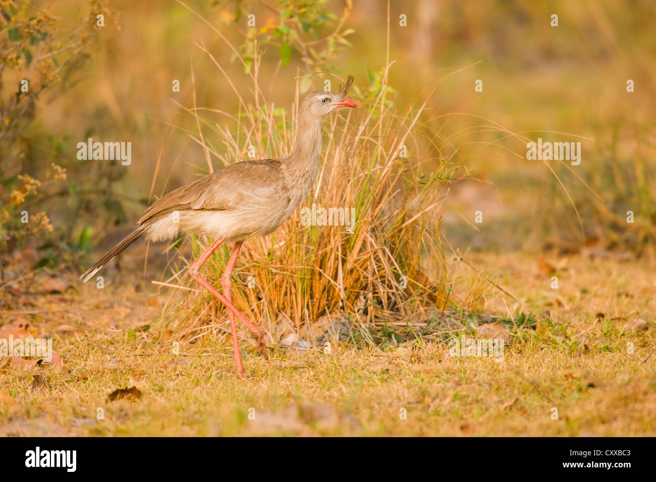 Red-legged Siriema (Cariama cristata Stock Photo - Alamy