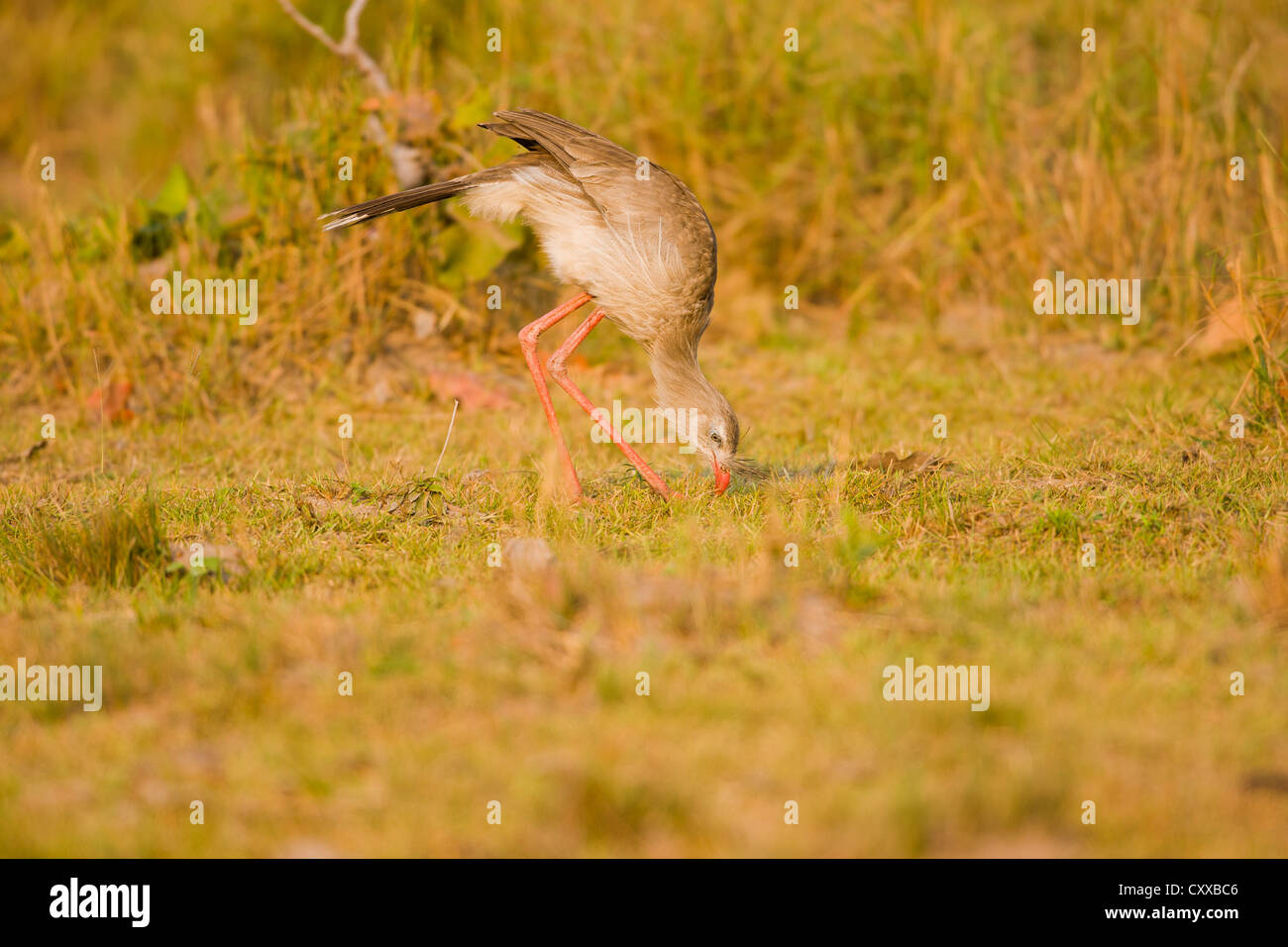 Red legged bird hi-res stock photography and images - Alamy