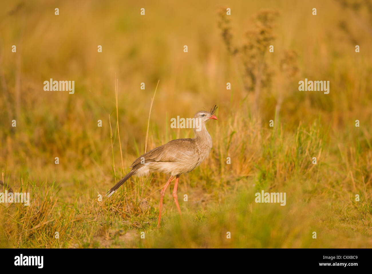 Red-legged Siriema (Cariama cristata Stock Photo - Alamy