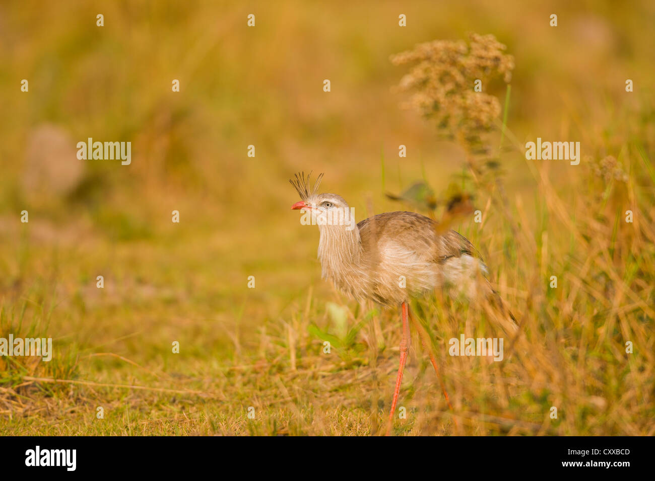 Red-legged Siriema (Cariama cristata Stock Photo - Alamy