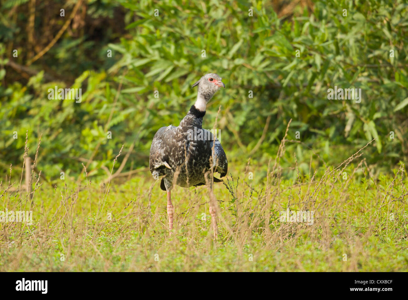 Southern Screamer (Chauna torquata Stock Photo - Alamy