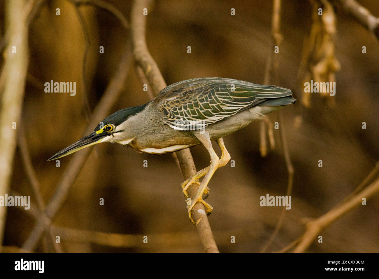 Striated Heron (Butorides striatus Stock Photo - Alamy