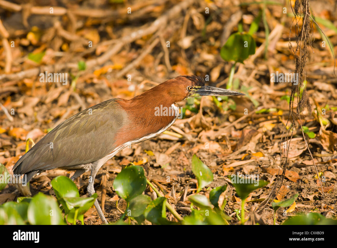 Rufescent Tiger Heron (Tigrisoma lineatum Stock Photo - Alamy