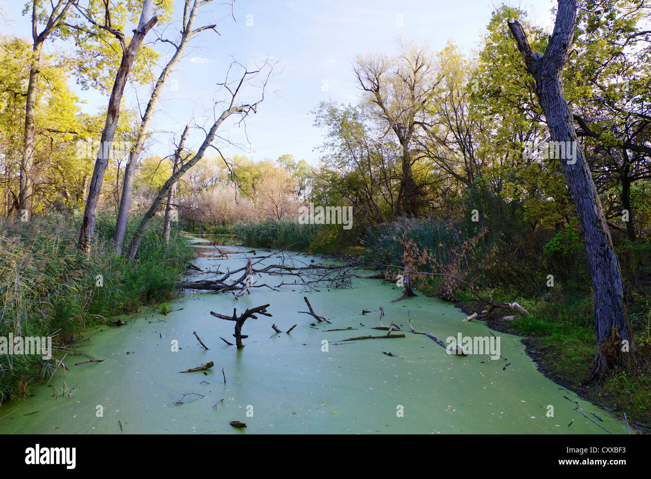 A backwater of the Des Plaines River at the Chicago Portage National ...