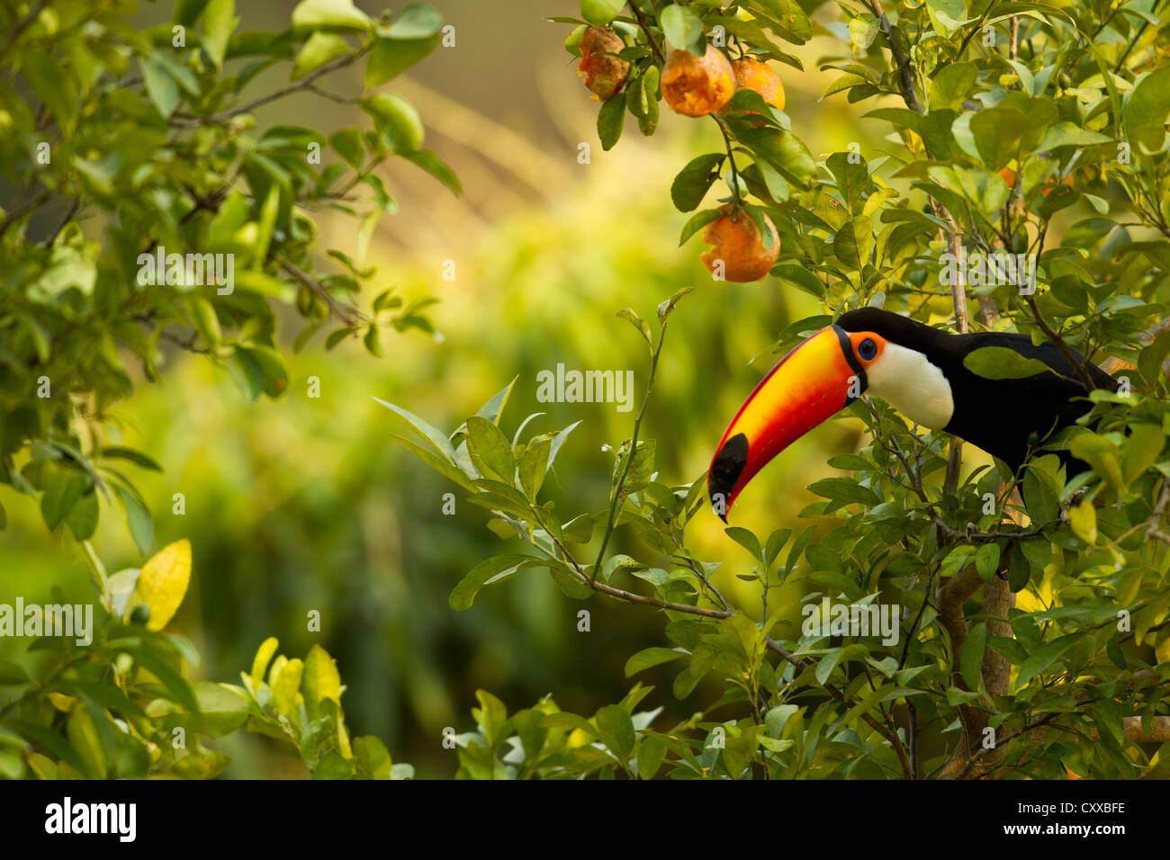 Toco toucan eating hi-res stock photography and images - Alamy