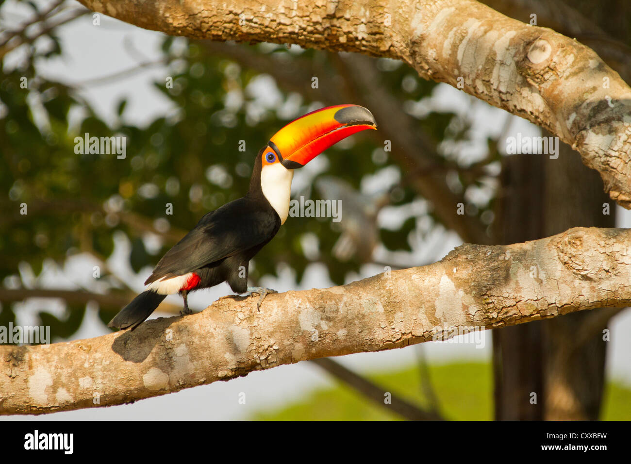 Toco Toucan (Ramphastos toco Stock Photo - Alamy