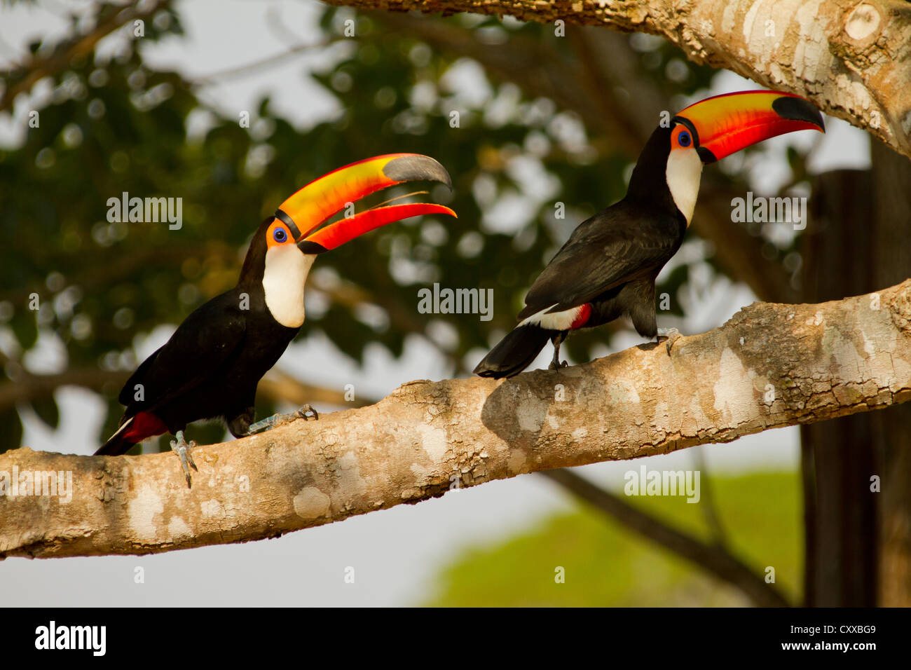 Toco toucans hi-res stock photography and images - Alamy