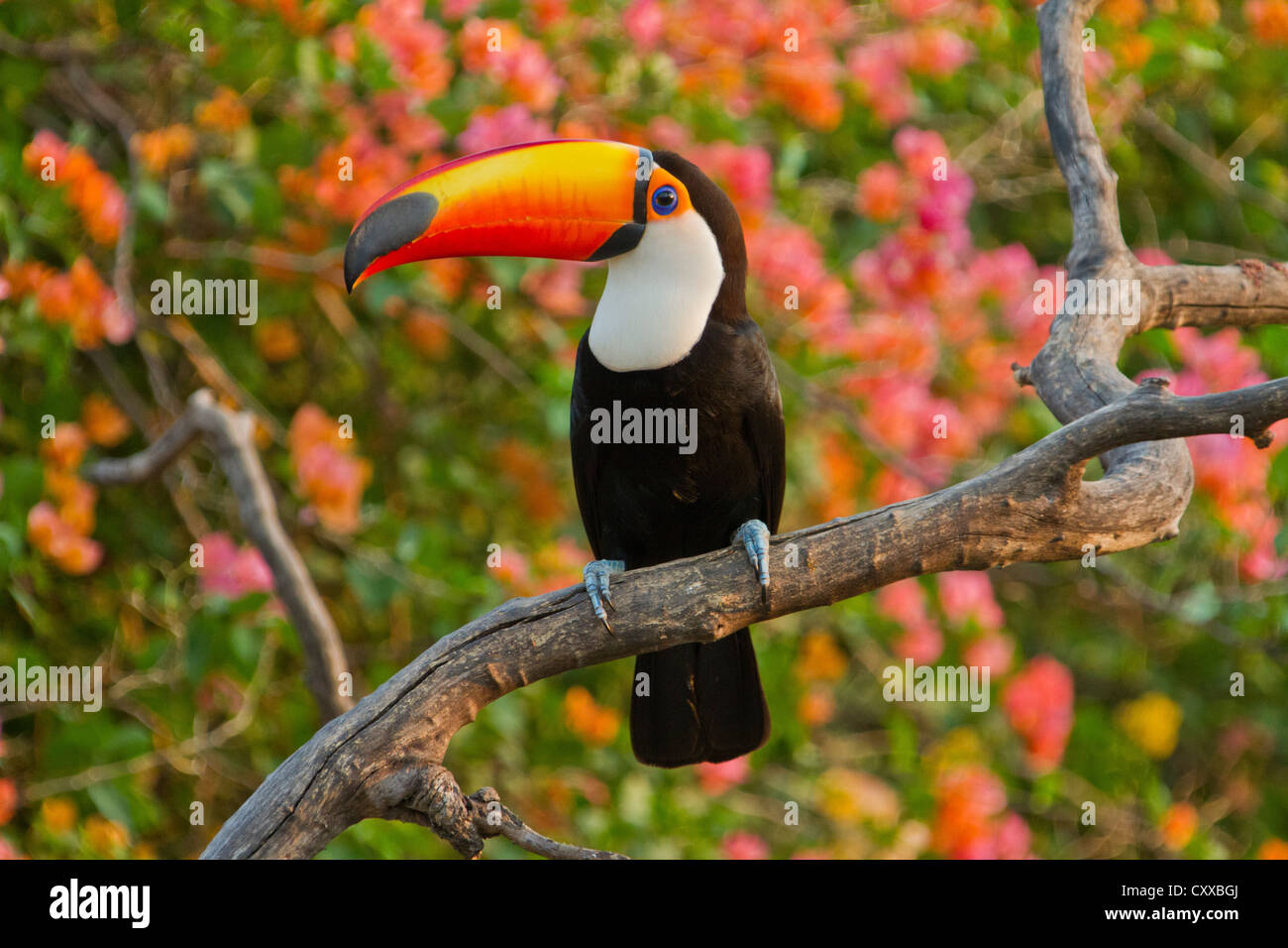 Toco Toucan