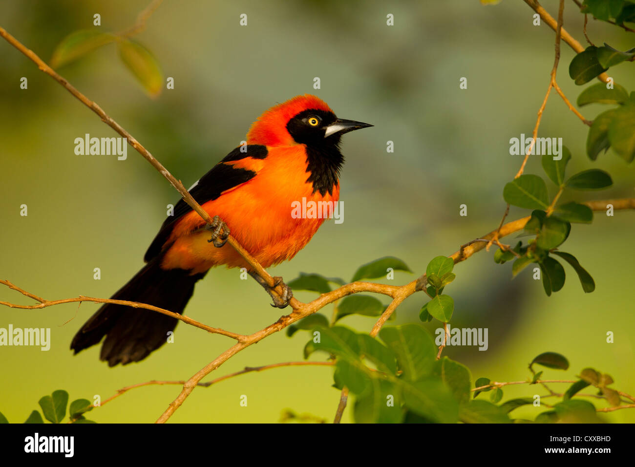 Orange backed troupial icterus croconotus hi-res stock photography and ...