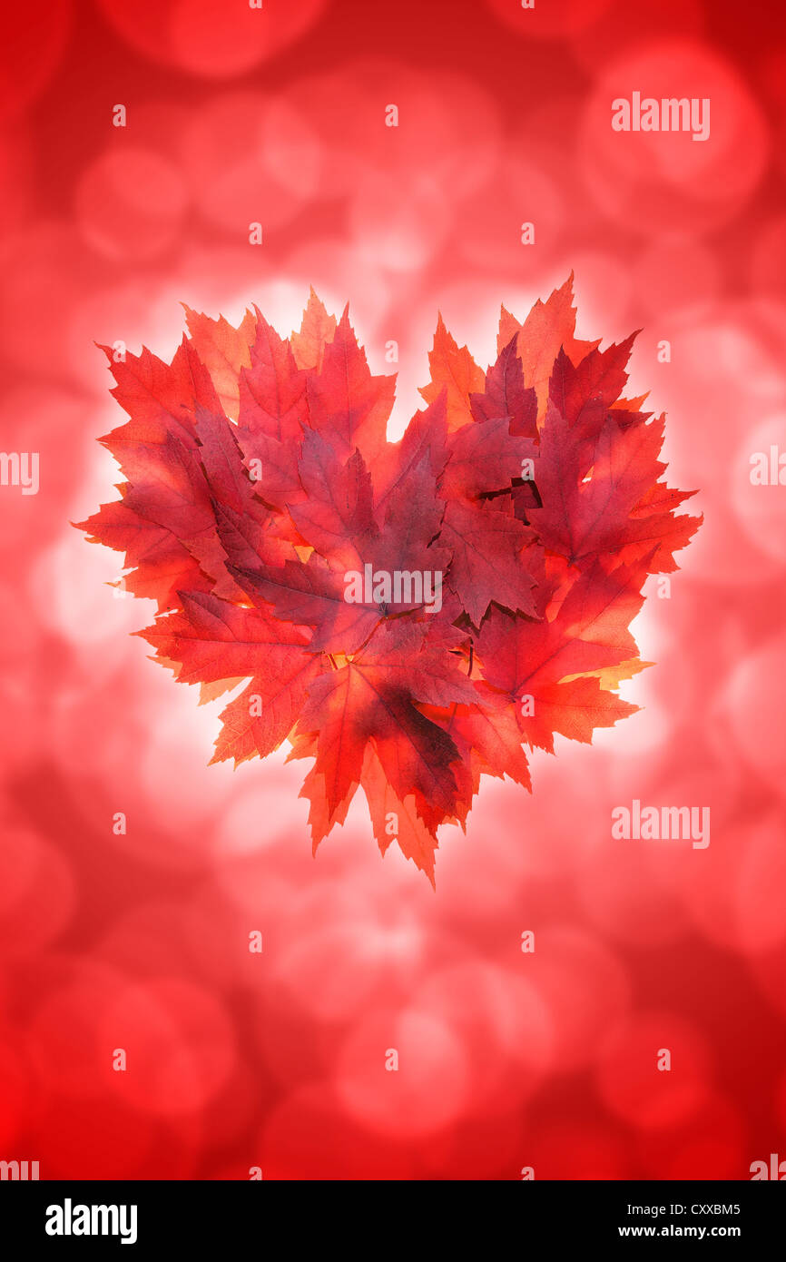Heart Shape with Fall Red Maple Tree Leaves on Blurred Defocused ...