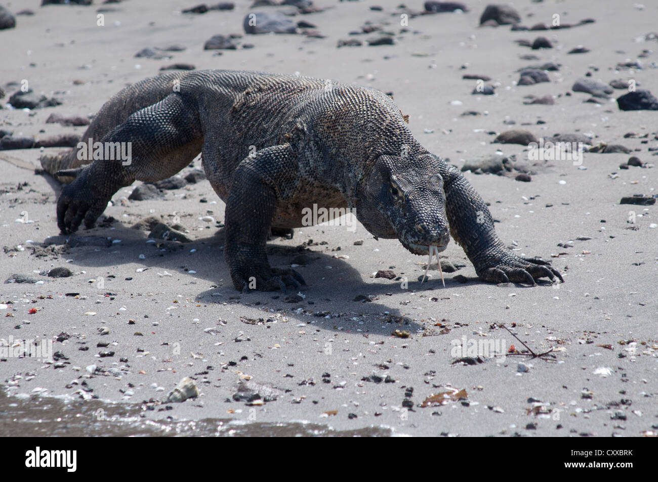 Komodo dragon poison High Resolution Stock Photography and Images - Alamy