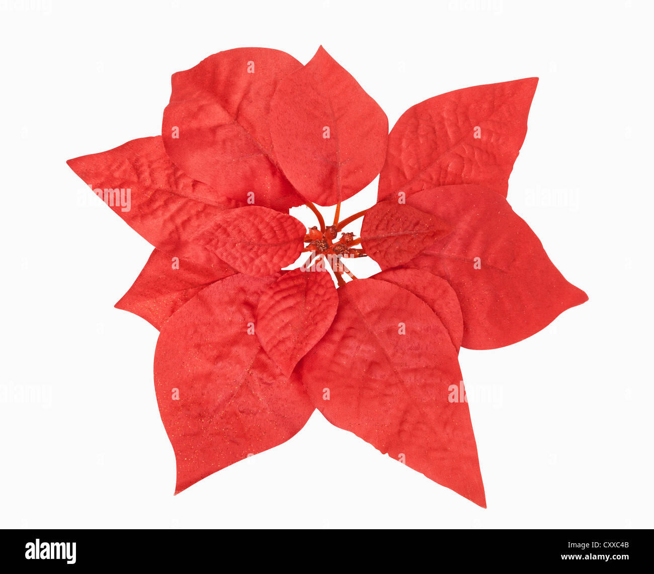 Christmas decoration poinsettia plant Cut Out Stock Images & Pictures ...