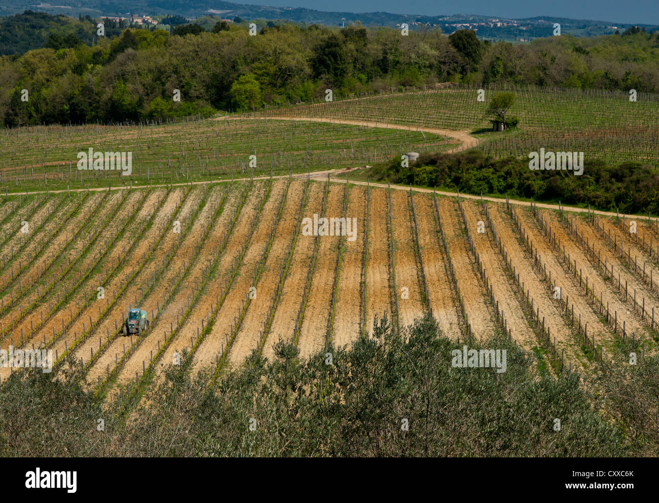 Vineyards of Tuscany in spring Stock Photo - Alamy