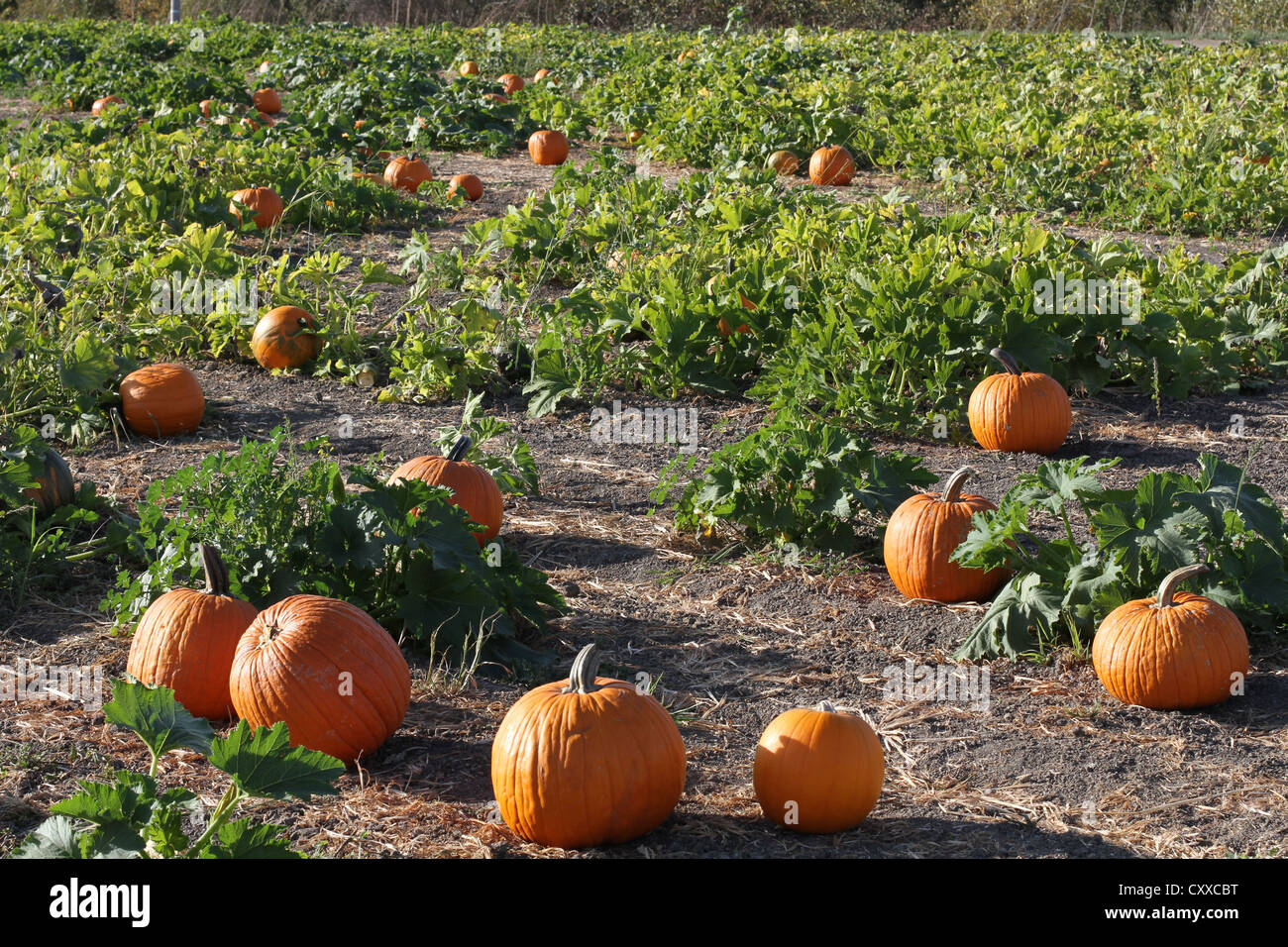 Pumpkins in a pumpkin patch Stock Photo - Alamy