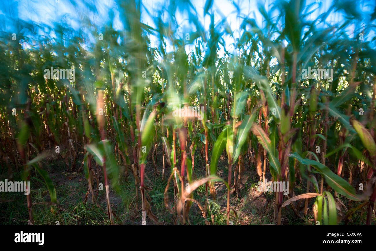 Movement of corn stems hi-res stock photography and images - Alamy