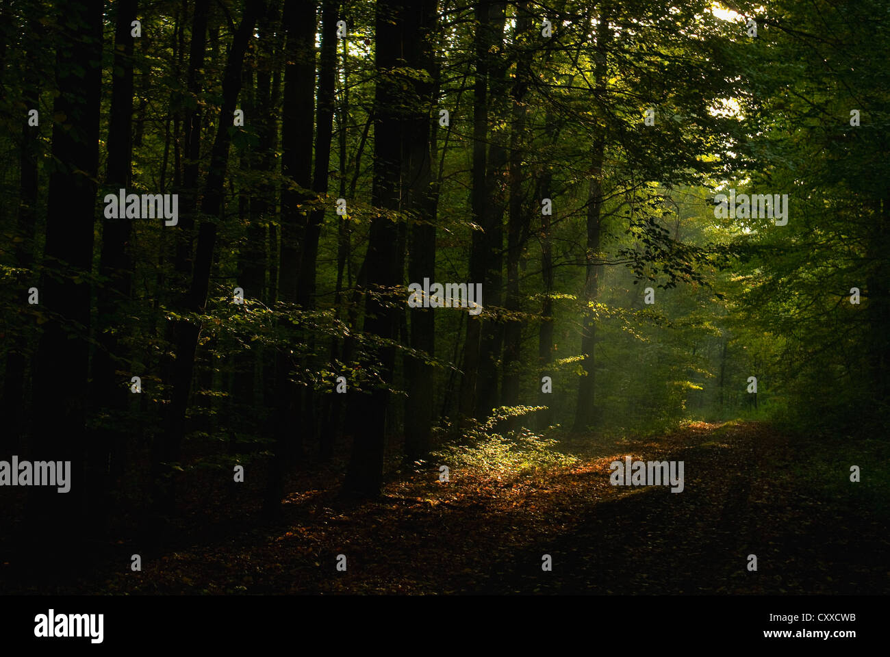 Natural fores hi-res stock photography and images - Alamy