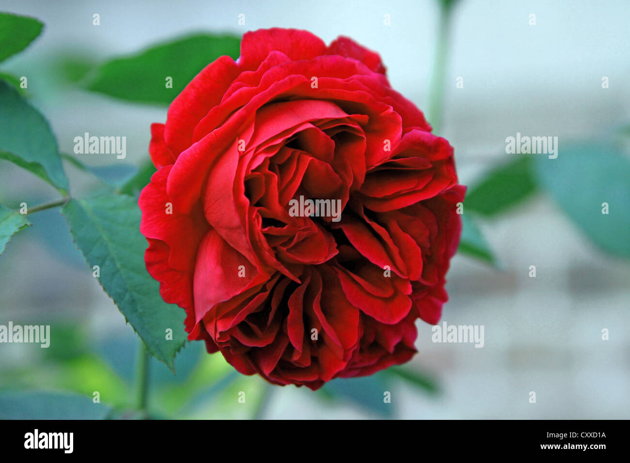 Vivid colors and high resolution hi-res stock photography and images ...