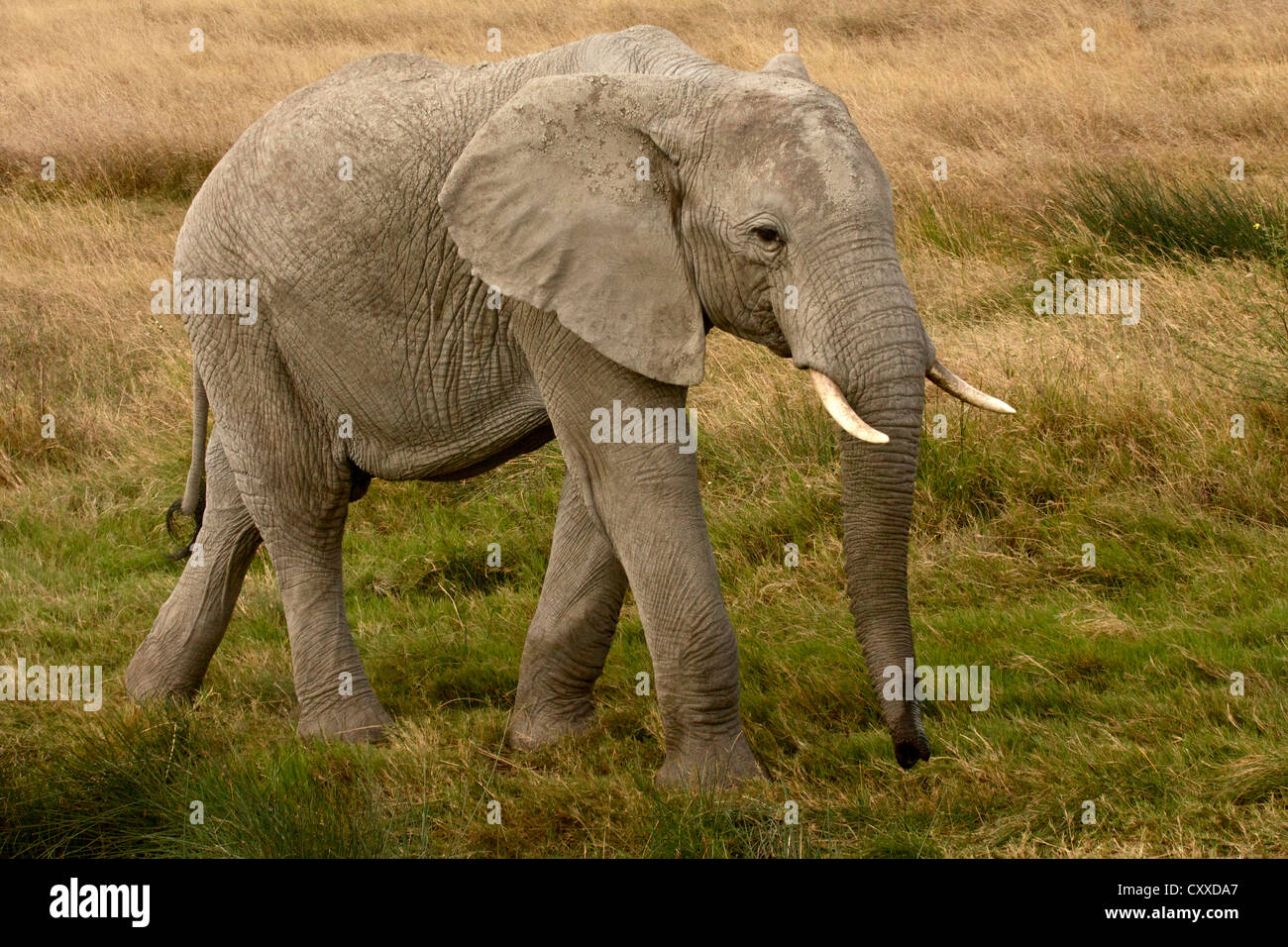 An elephant in the Serengeti Stock Photo - Alamy