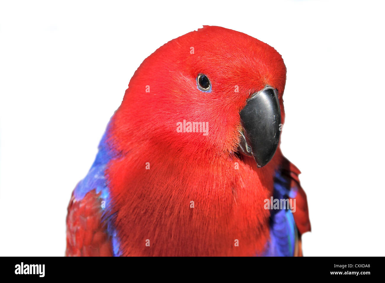 Cute color hi-res stock photography and images - Alamy