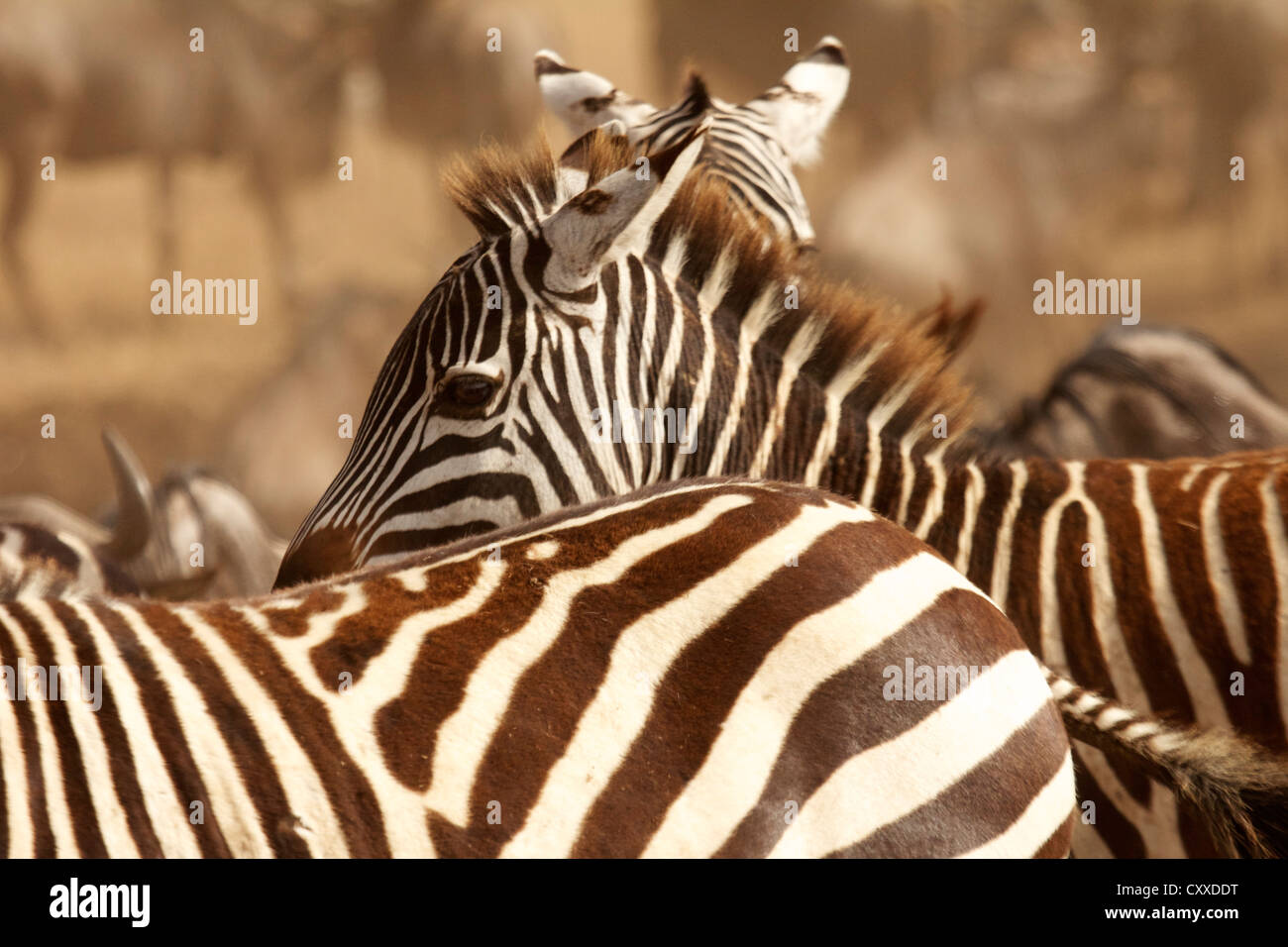 Zebra in the Seregeti Stock Photo - Alamy