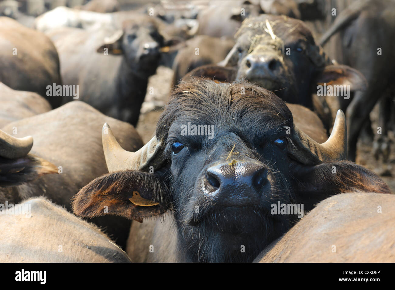 Buffaloes, cattle ranching for milk production for buffalo mozzarella ...