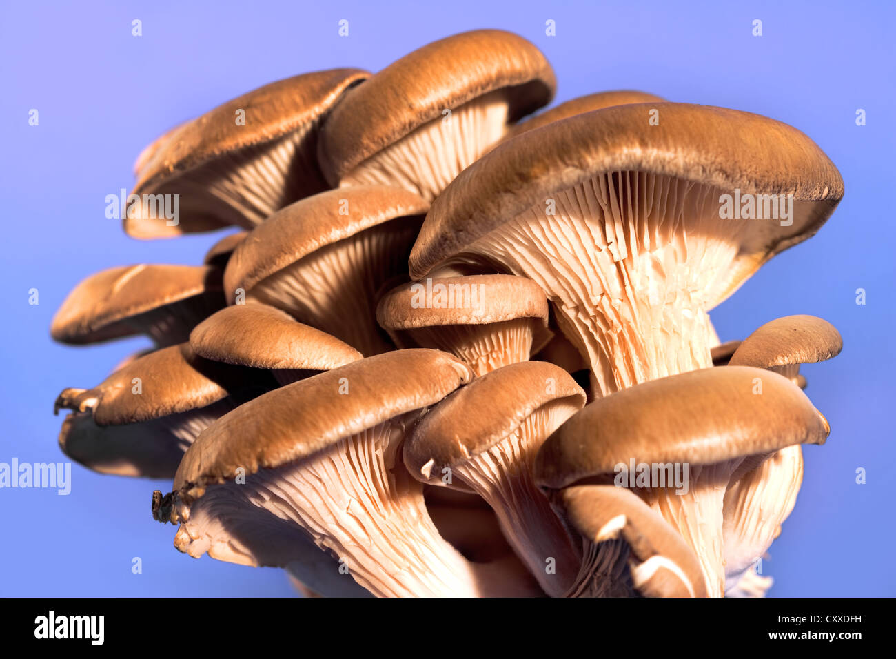 Oyster mushrooms (Pleurotus ostreatus Stock Photo - Alamy