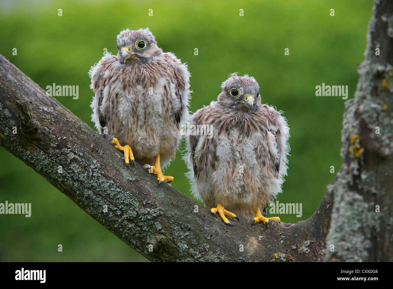 Young falco on branches tree hi-res stock photography and images - Alamy