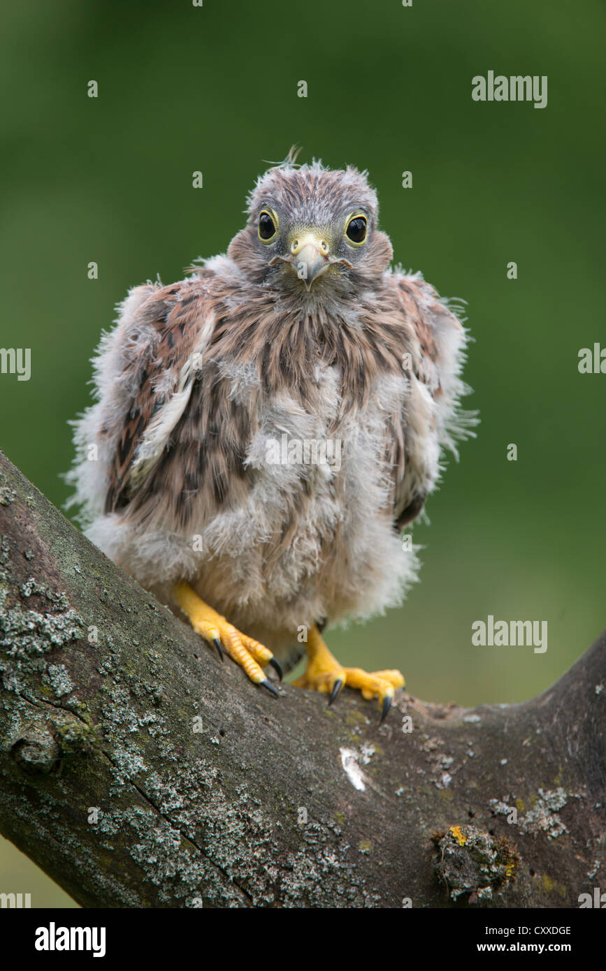 Young falco on branches tree hi-res stock photography and images - Alamy