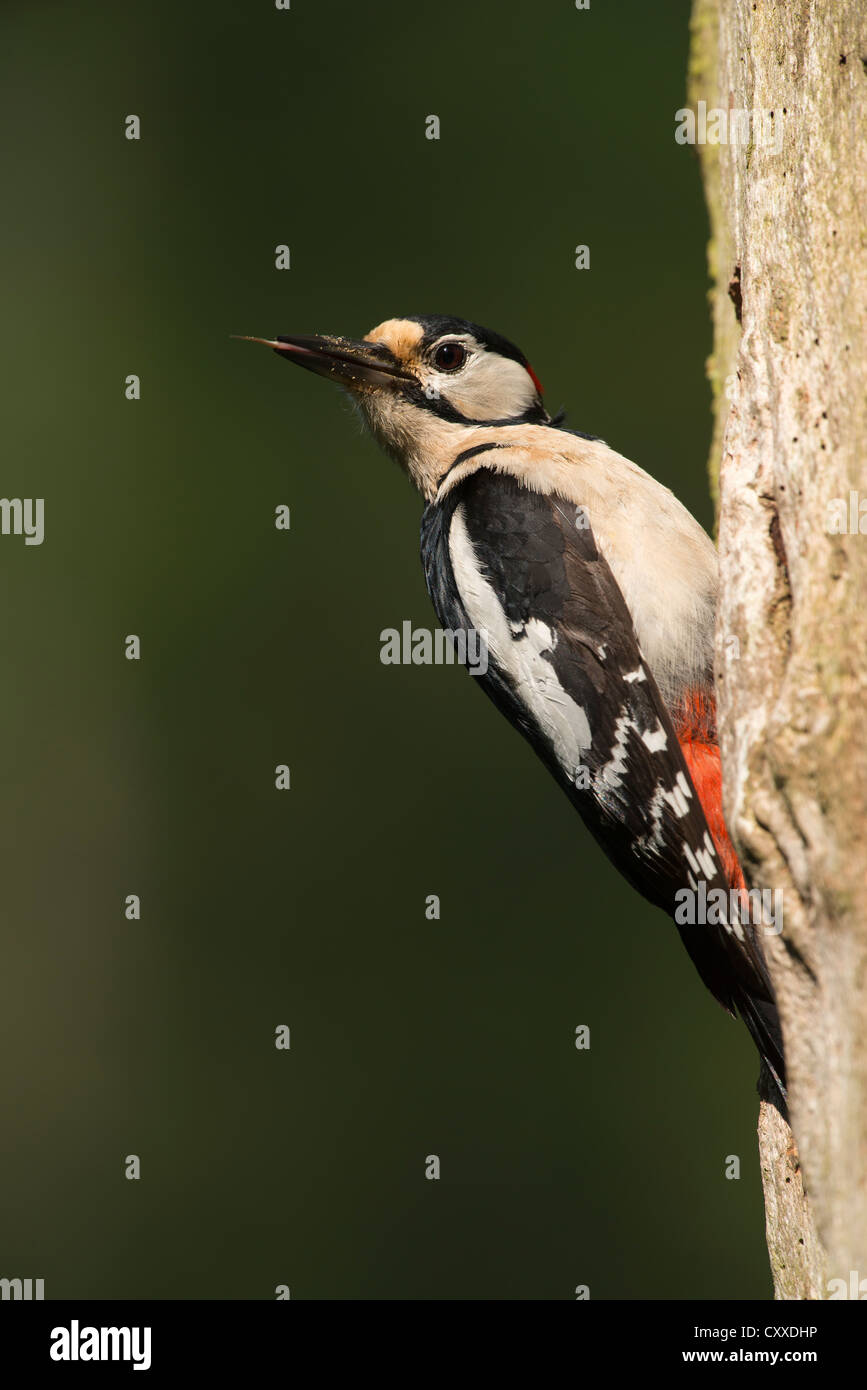 Woodpecker side view bird photo hi-res stock photography and images - Alamy