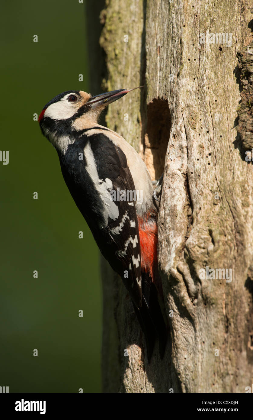 Woodpecker side view bird photo hi-res stock photography and images - Alamy
