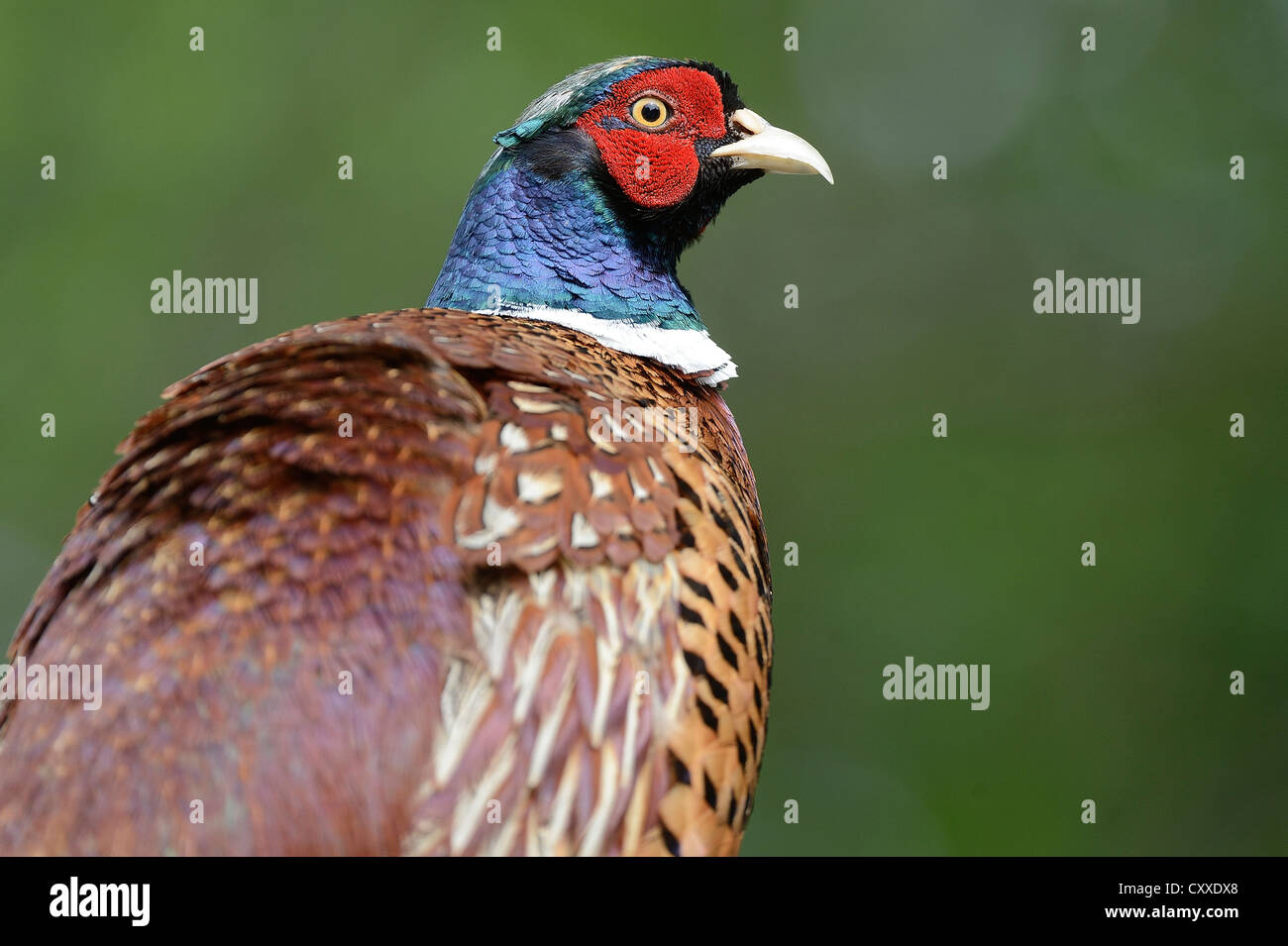Common Pheasant (Phasianus colchicus), Texel, The Netherlands, Europe ...