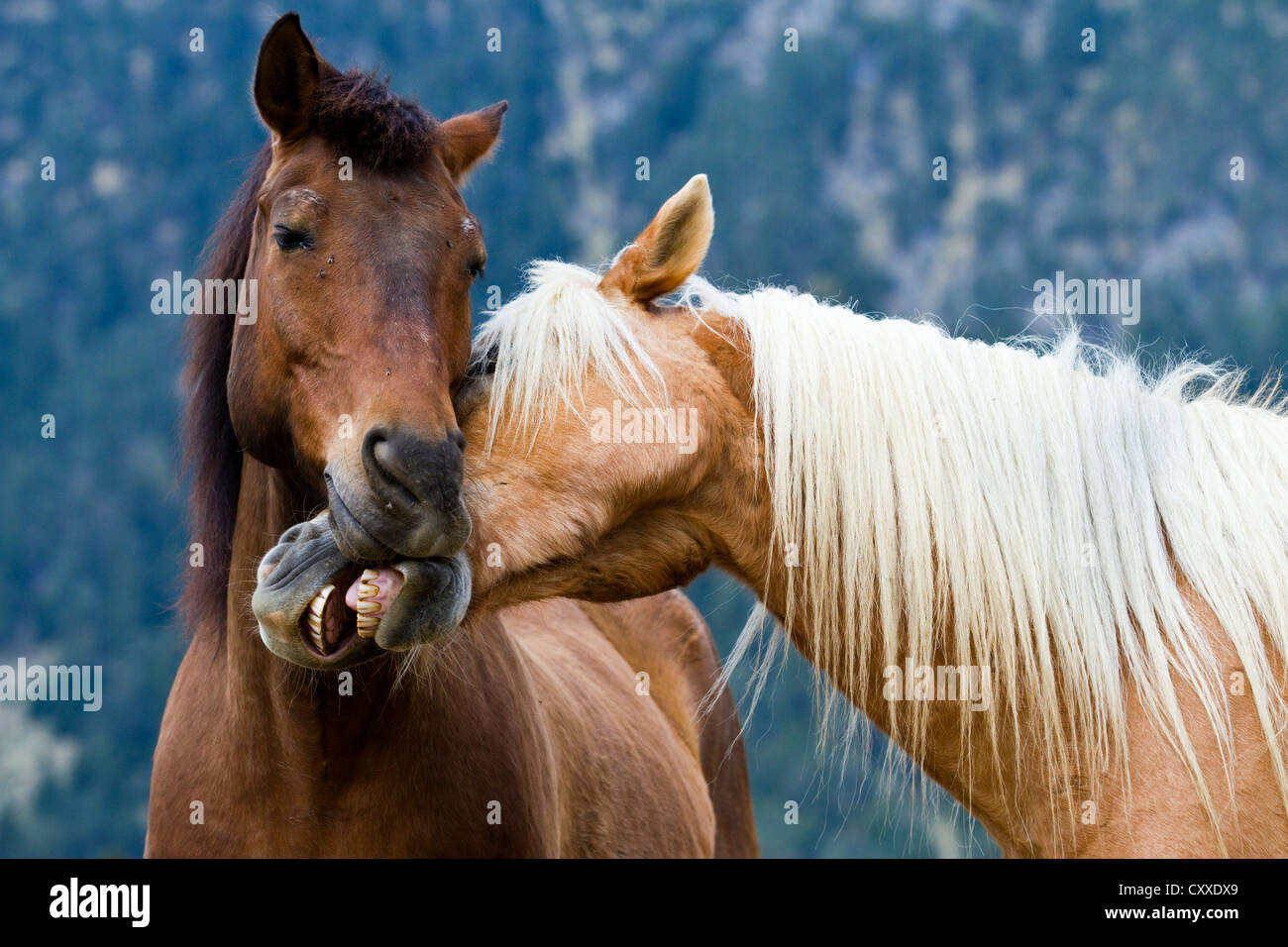 Haflinger and New Forest Pony playing together and biting each other's ...