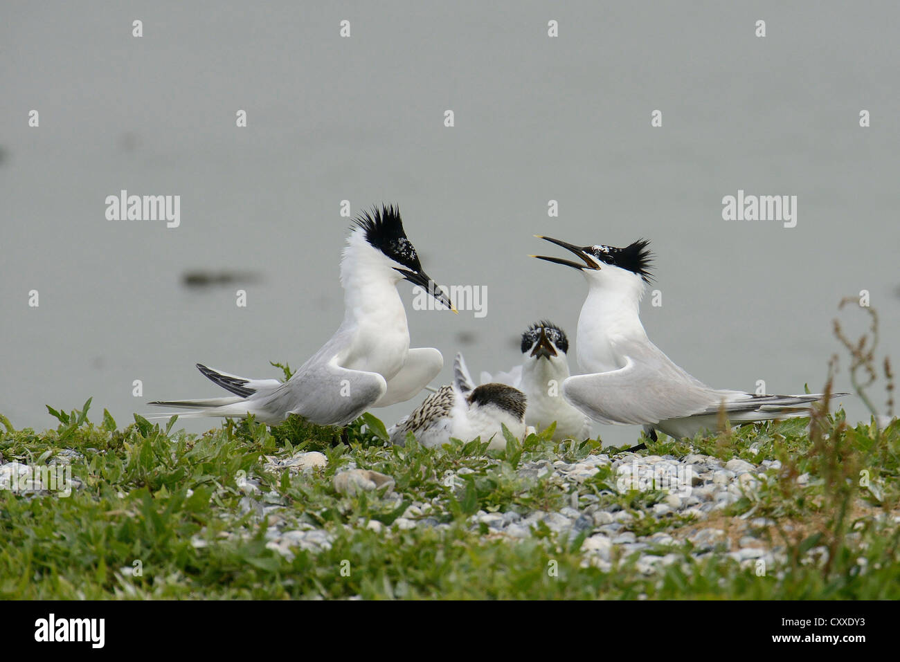 Sandvicensis sandwich bird hi-res stock photography and images - Alamy