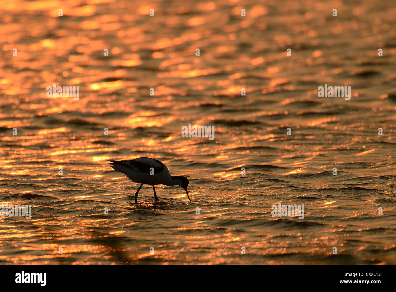 Avocet birds in water hi-res stock photography and images - Alamy