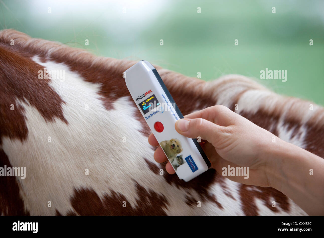 Reading of chip, chipped horse and chip reader, North Tyrol, Austria ...