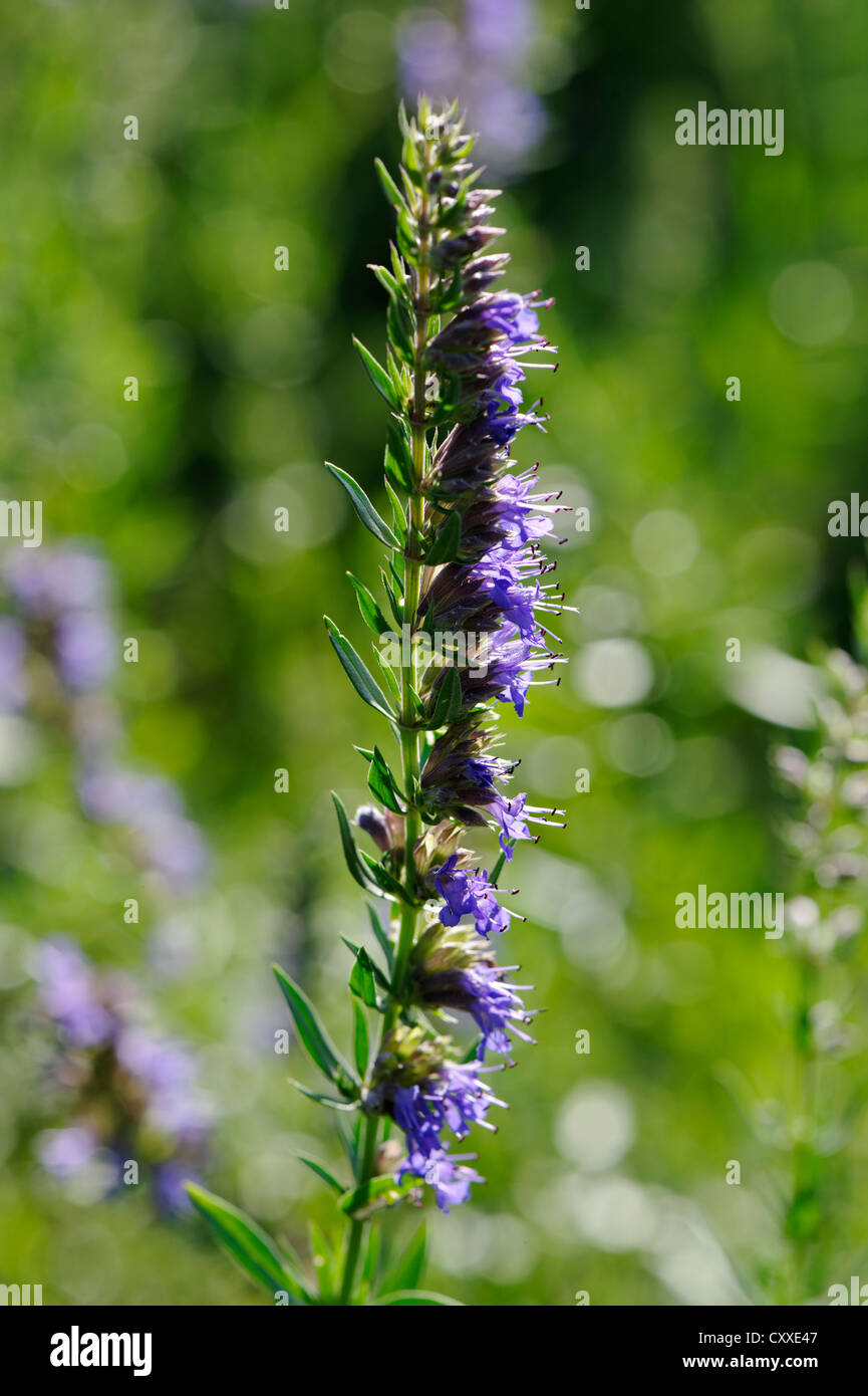 Herb Hyssop (Hyssopus officinalis Stock Photo - Alamy