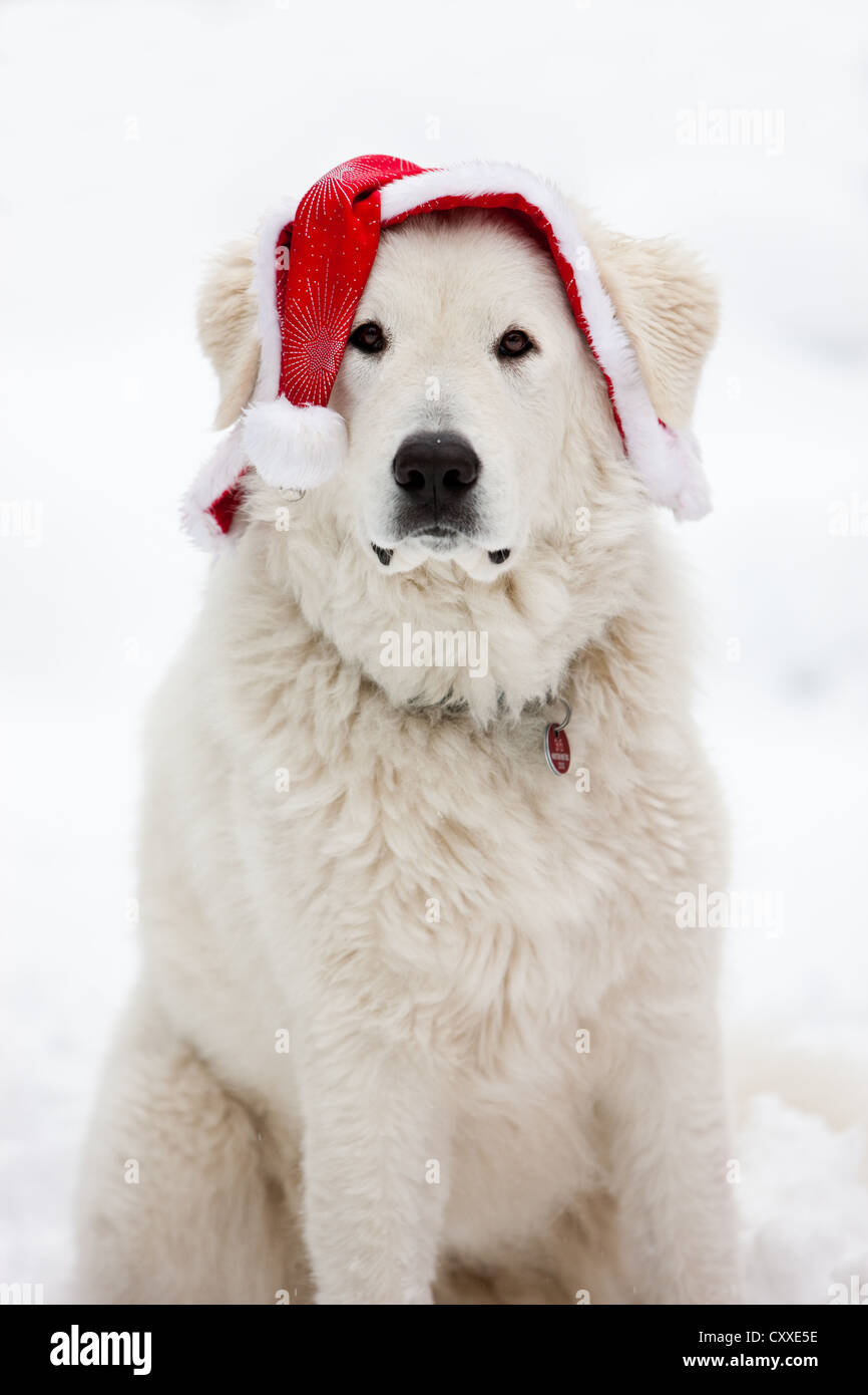 Sheepdog maremma hi-res stock photography and images - Alamy