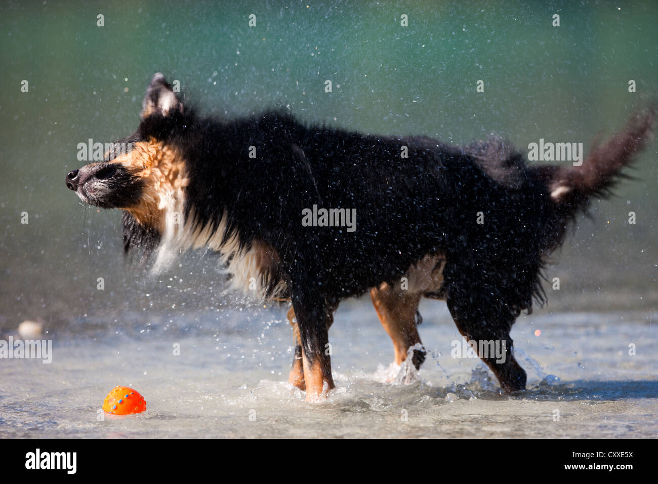 Australian shepherd photos hi-res stock photography and images - Alamy