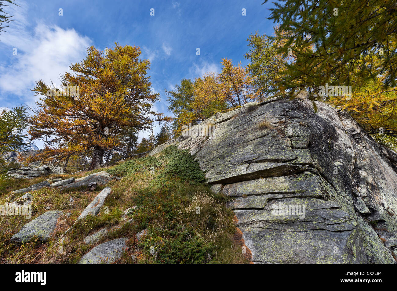 larches in autumn, Gran Paradiso NP, Piedmont, Italy Stock Photo - Alamy