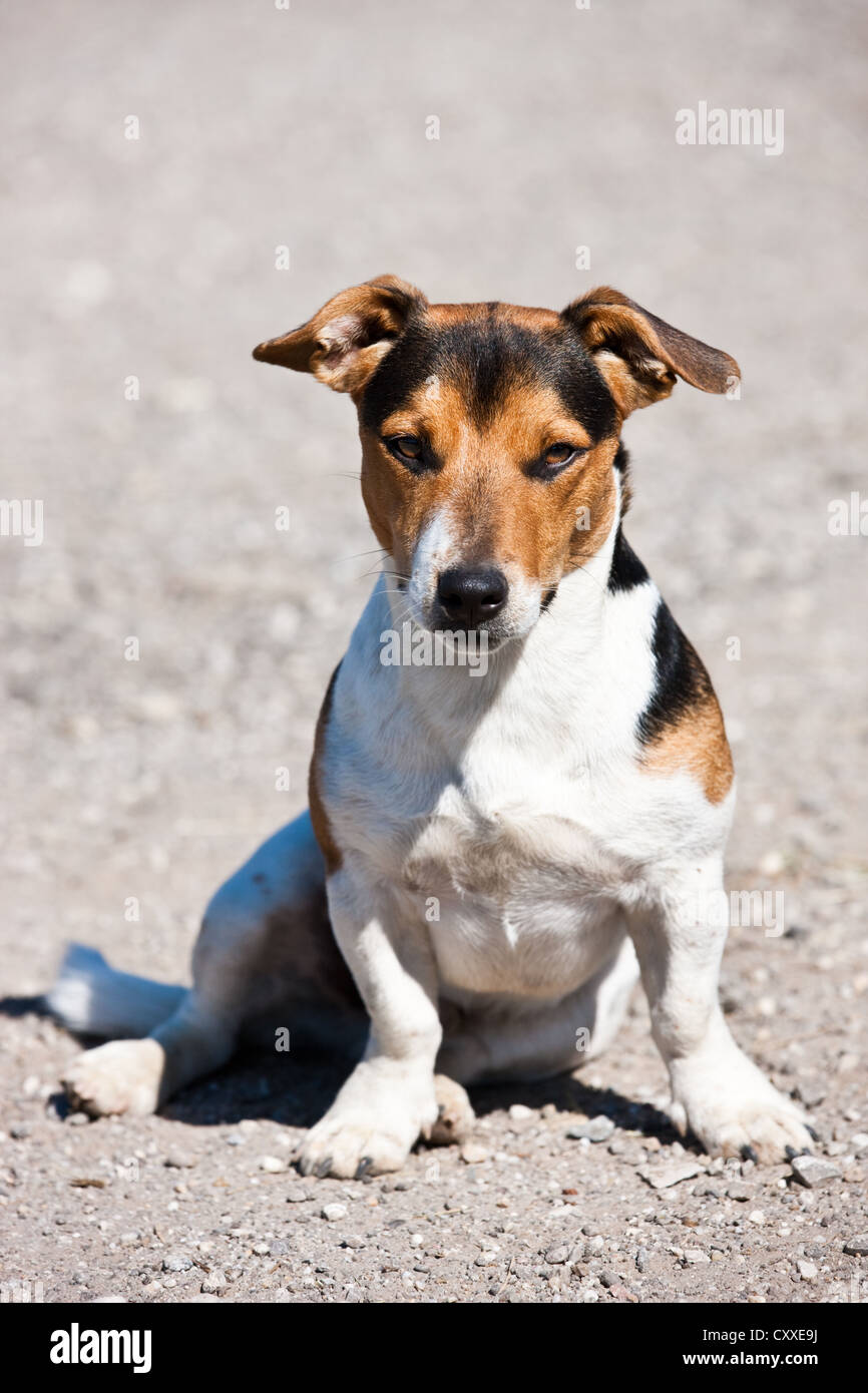 Jack Russell Terriers sitting on sand, North Tyrol, Austria, Europe ...