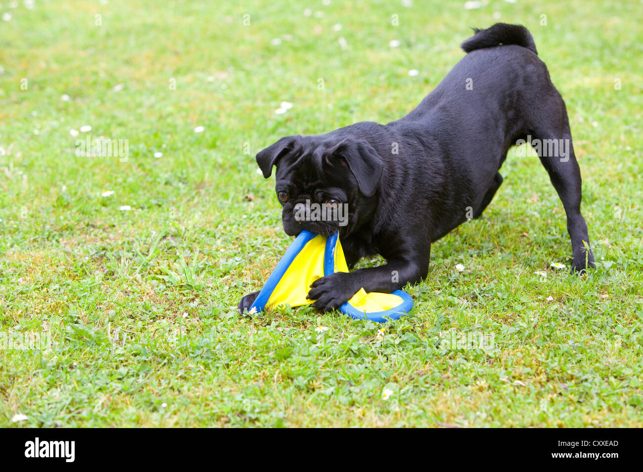 Black pug playing with a frisbee Stock Photo - Alamy