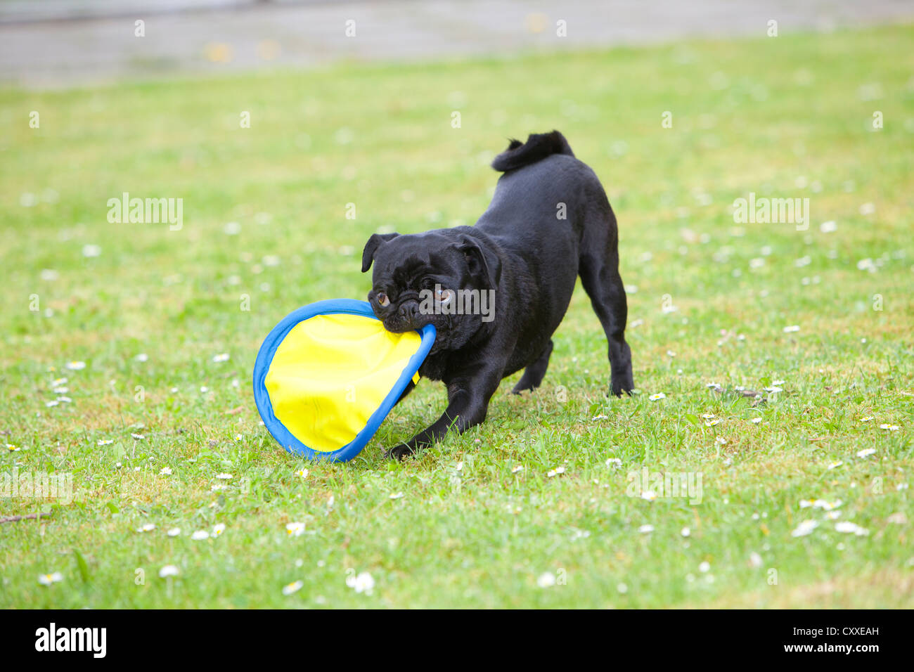 Black pug playing with a frisbee Stock Photo - Alamy