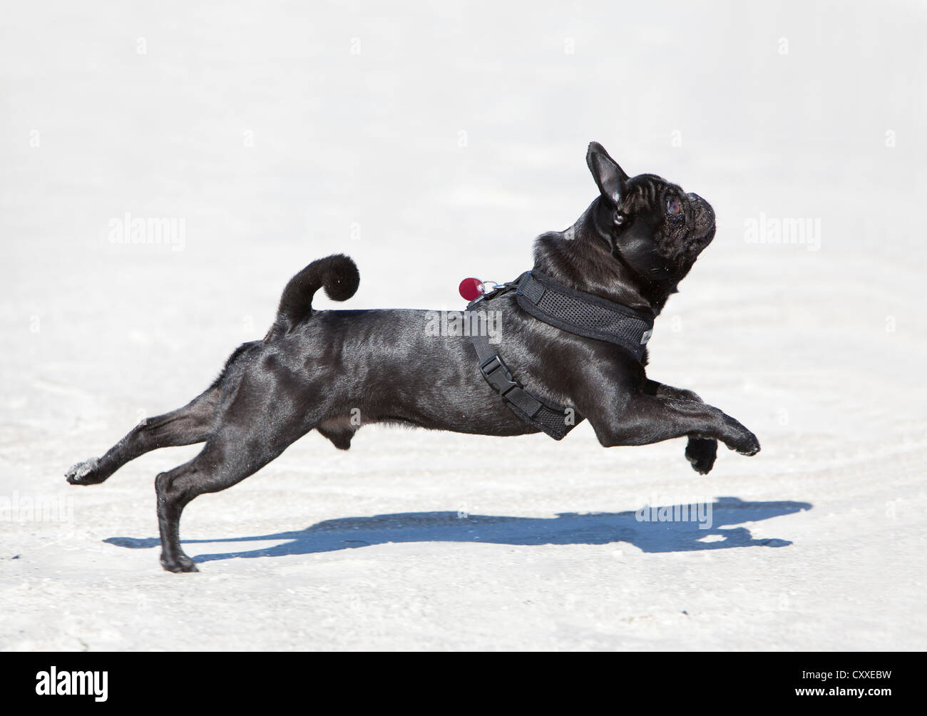 Young black pug running on the beach, frolicking Stock Photo - Alamy