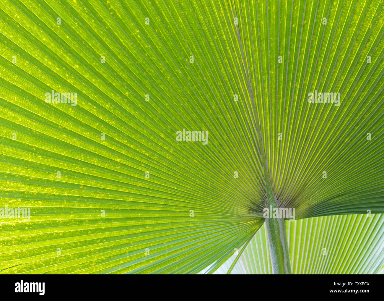 Tree leaf hi-res stock photography and images - Alamy