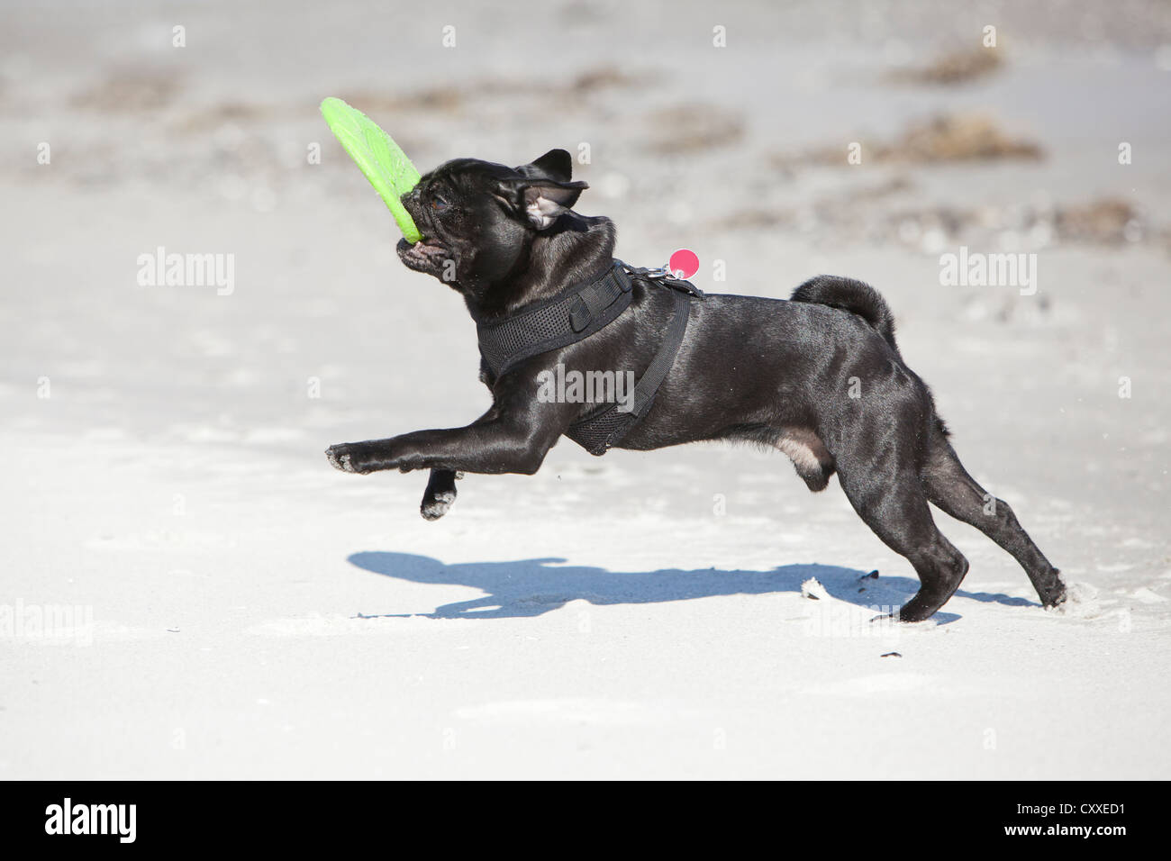 Dog on beach with frisbee hi-res stock photography and images - Alamy