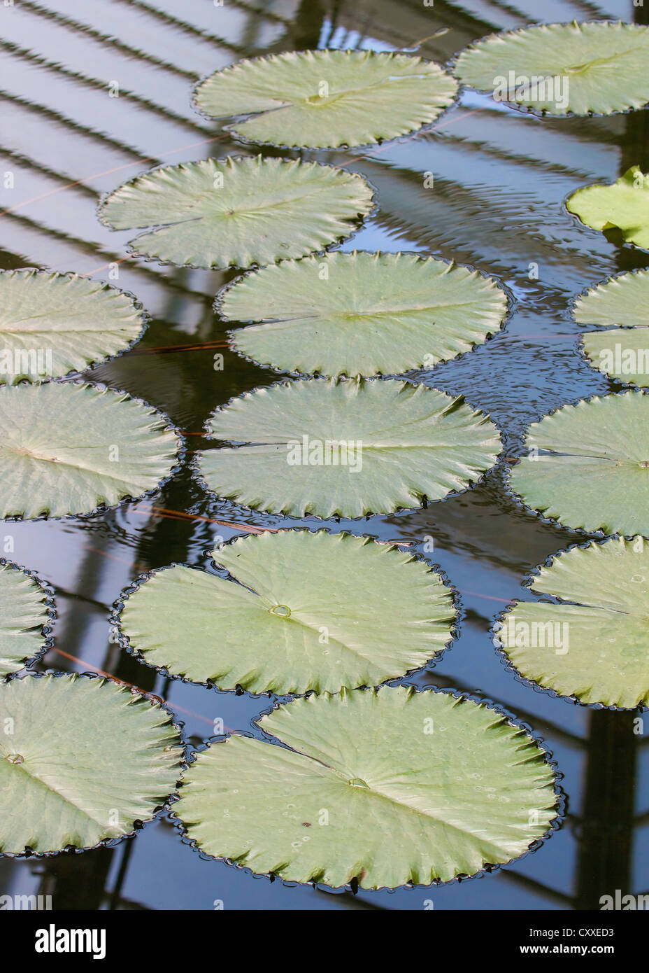 Green lilly pads hi-res stock photography and images - Alamy